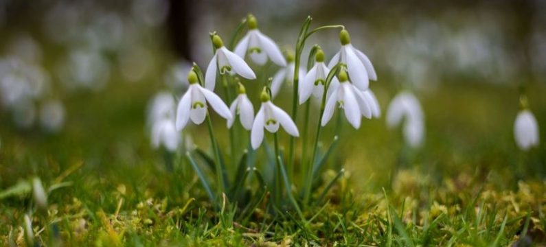 Visibaba-prvi vjesnik proljeća : Radio Velkaton