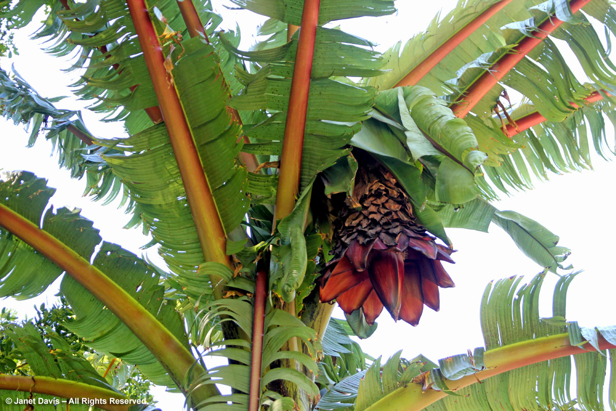 Enset ili banana na steroidima – biljka koja može preživjeti globalno ...