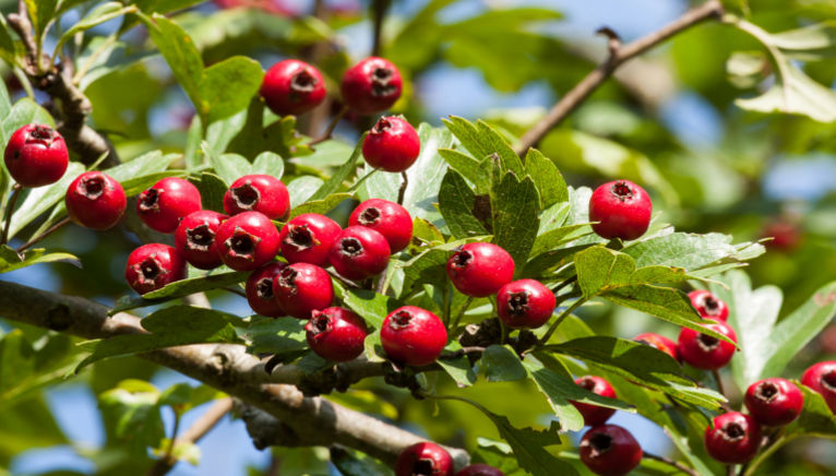Glog:Prirodni lijek za srce i srčane tegobe : Radio Velkaton