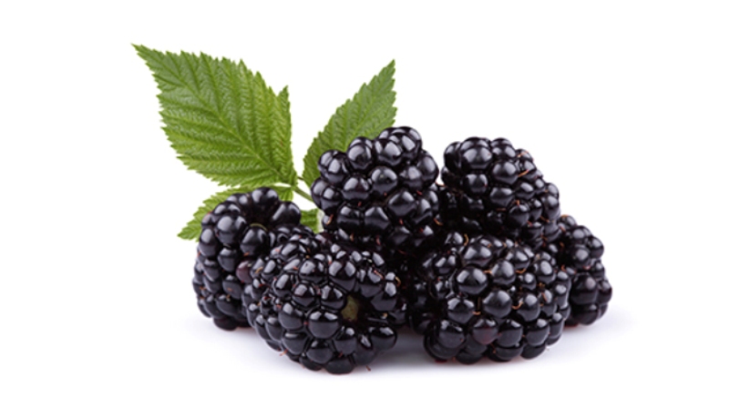 Perspektivne sorte kupine : Radio Velkaton