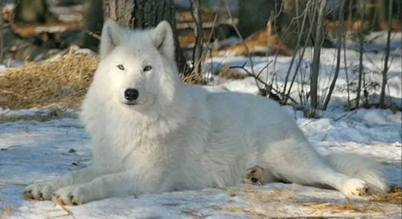 Kineski istraživači klonirali prvog polarnog vuka : Radio Velkaton
